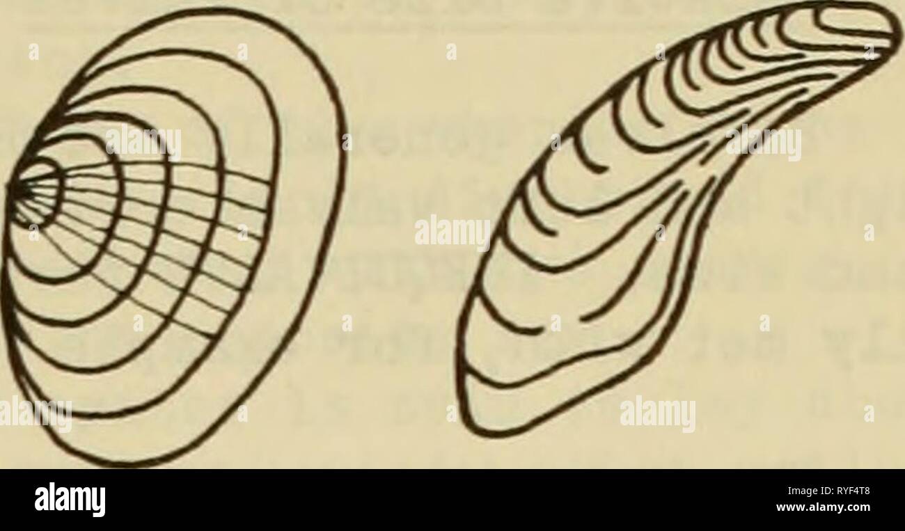 East coast marine shells Stock Photo - Alamy