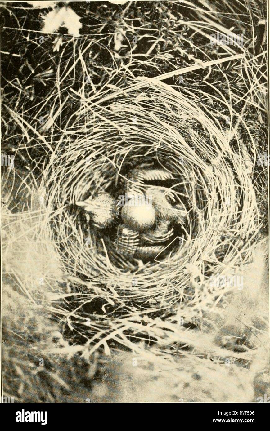 The early life of the Stock Photo - Alamy