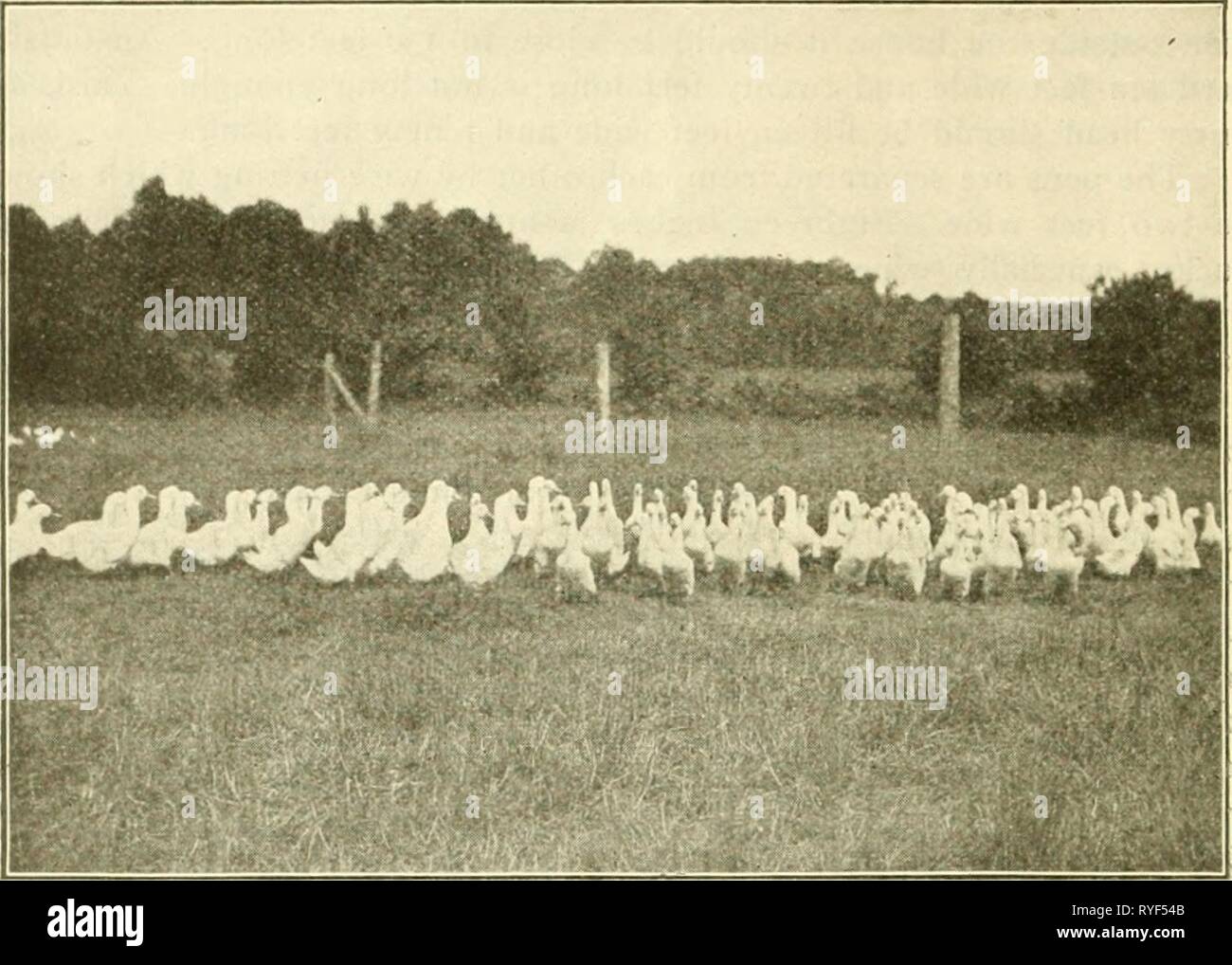 Duck dollars; (1911 Stock Photo - Alamy