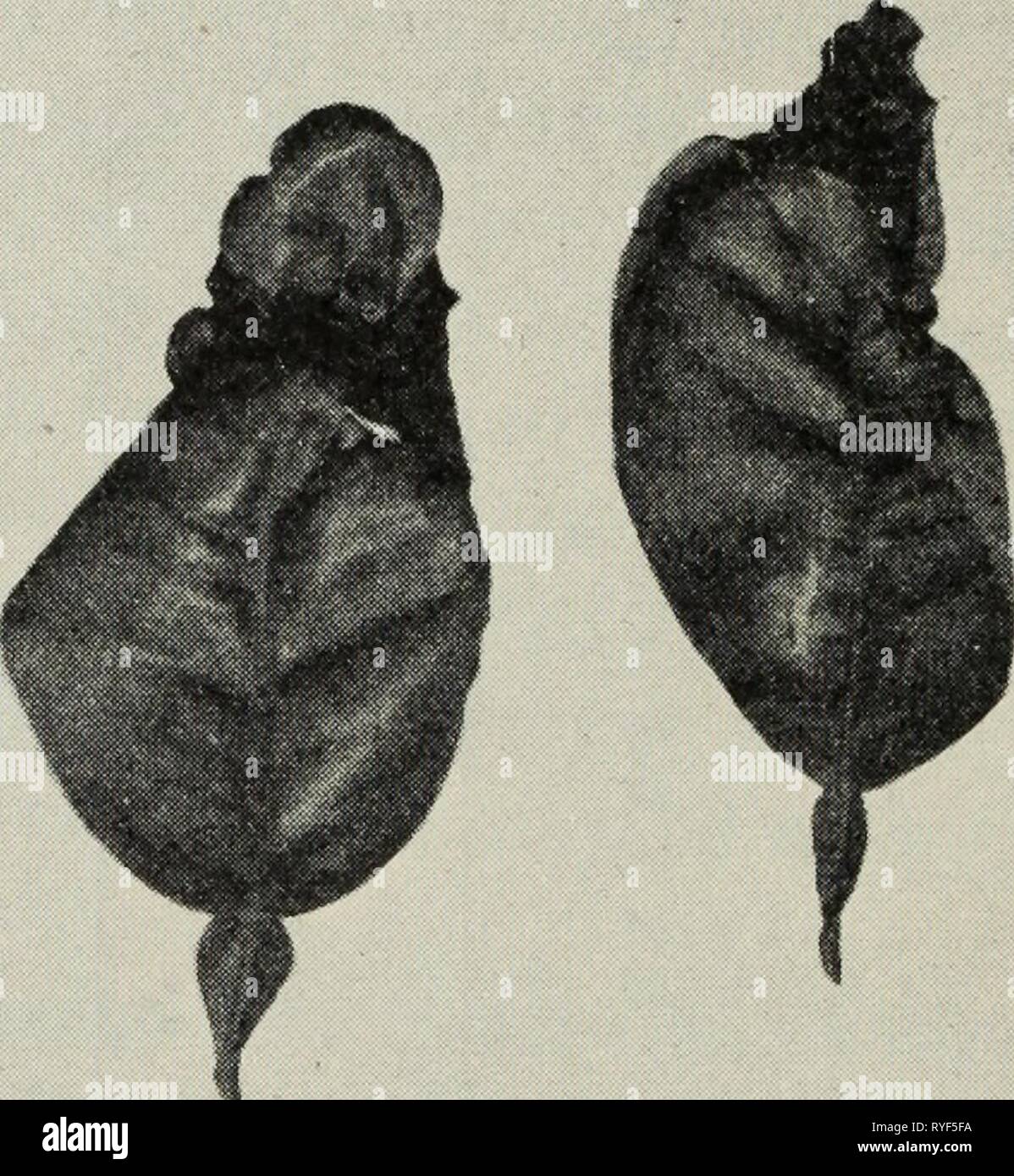 The effects of desiccating winds Stock Photo - Alamy