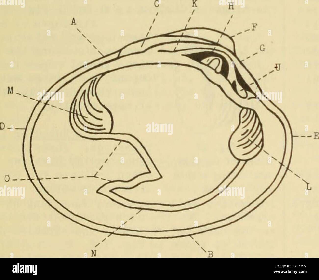 Left and right handed forms hi-res stock photography and images - Alamy