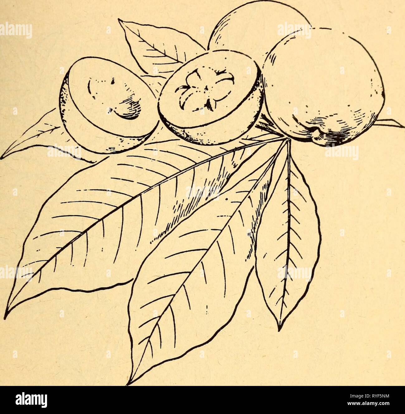 Matasano hi-res stock photography and images - Alamy