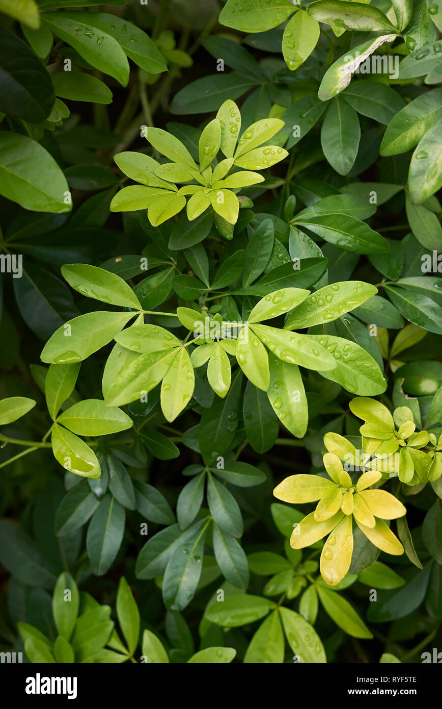 Choisya hi-res stock photography and images - Alamy