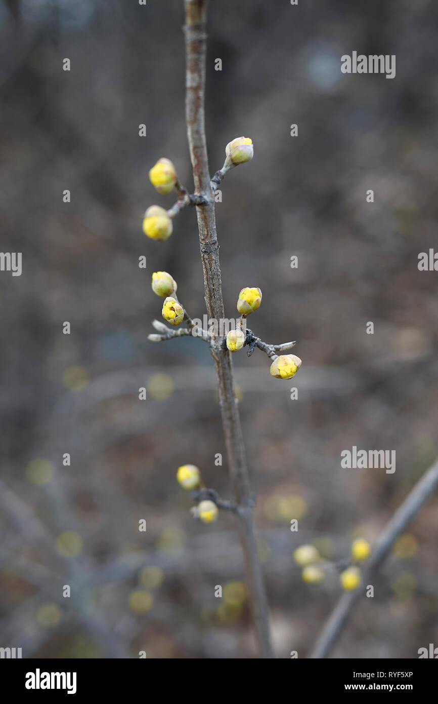 Cornus mas shrub Stock Photo - Alamy