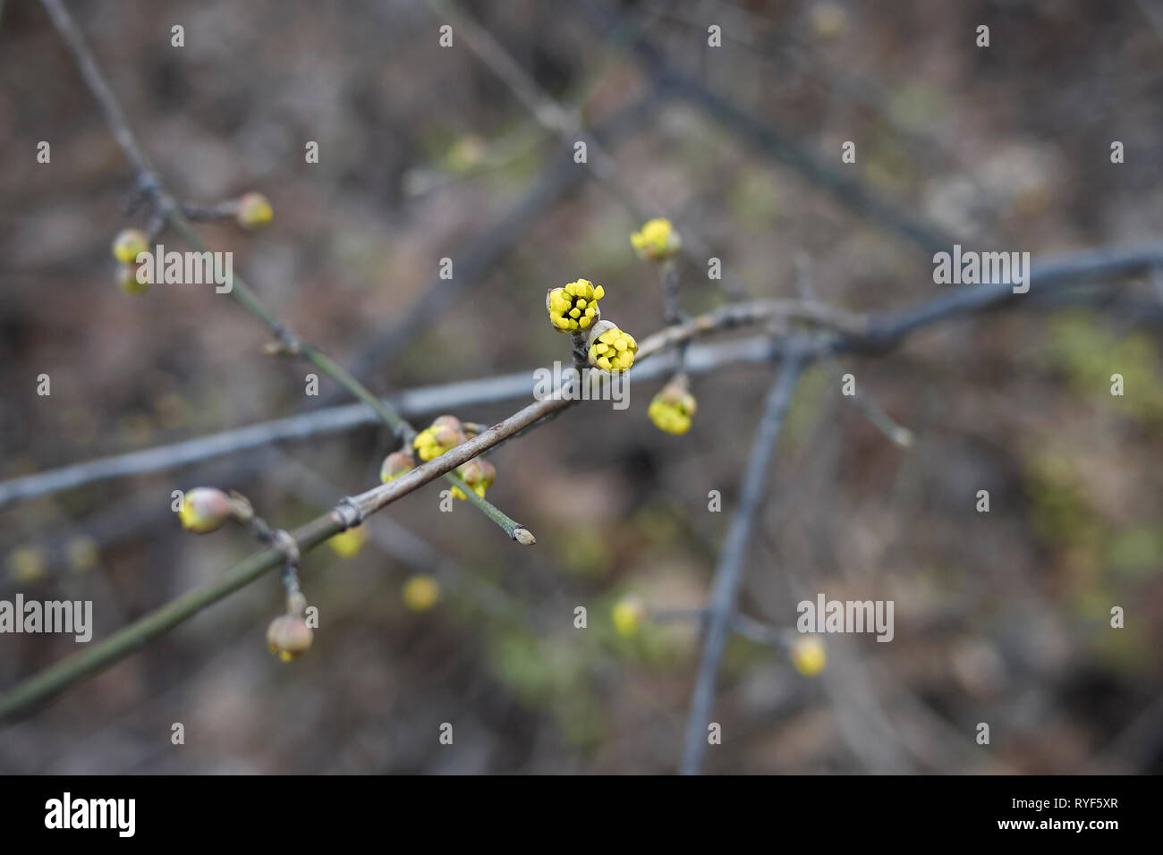 Cornus mas shrub Stock Photo - Alamy