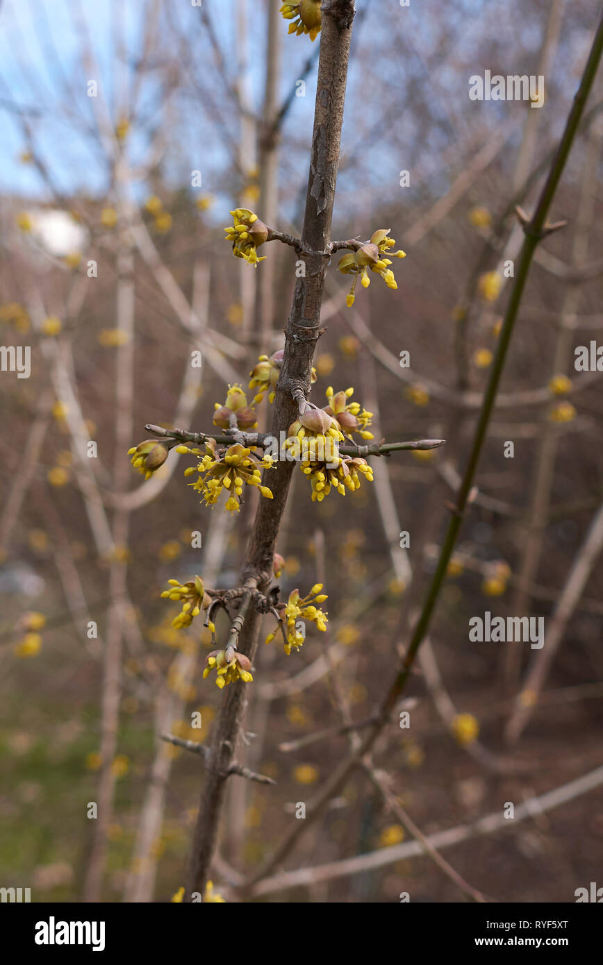 Cornus mas shrub Stock Photo - Alamy