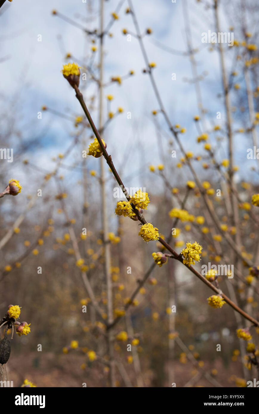 Cornus mas shrub Stock Photo - Alamy