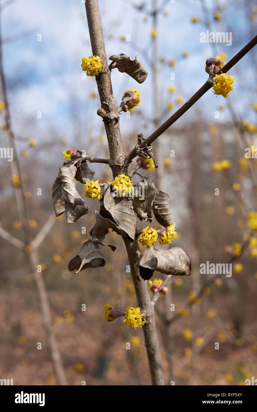 Cornus mas shrub Stock Photo - Alamy
