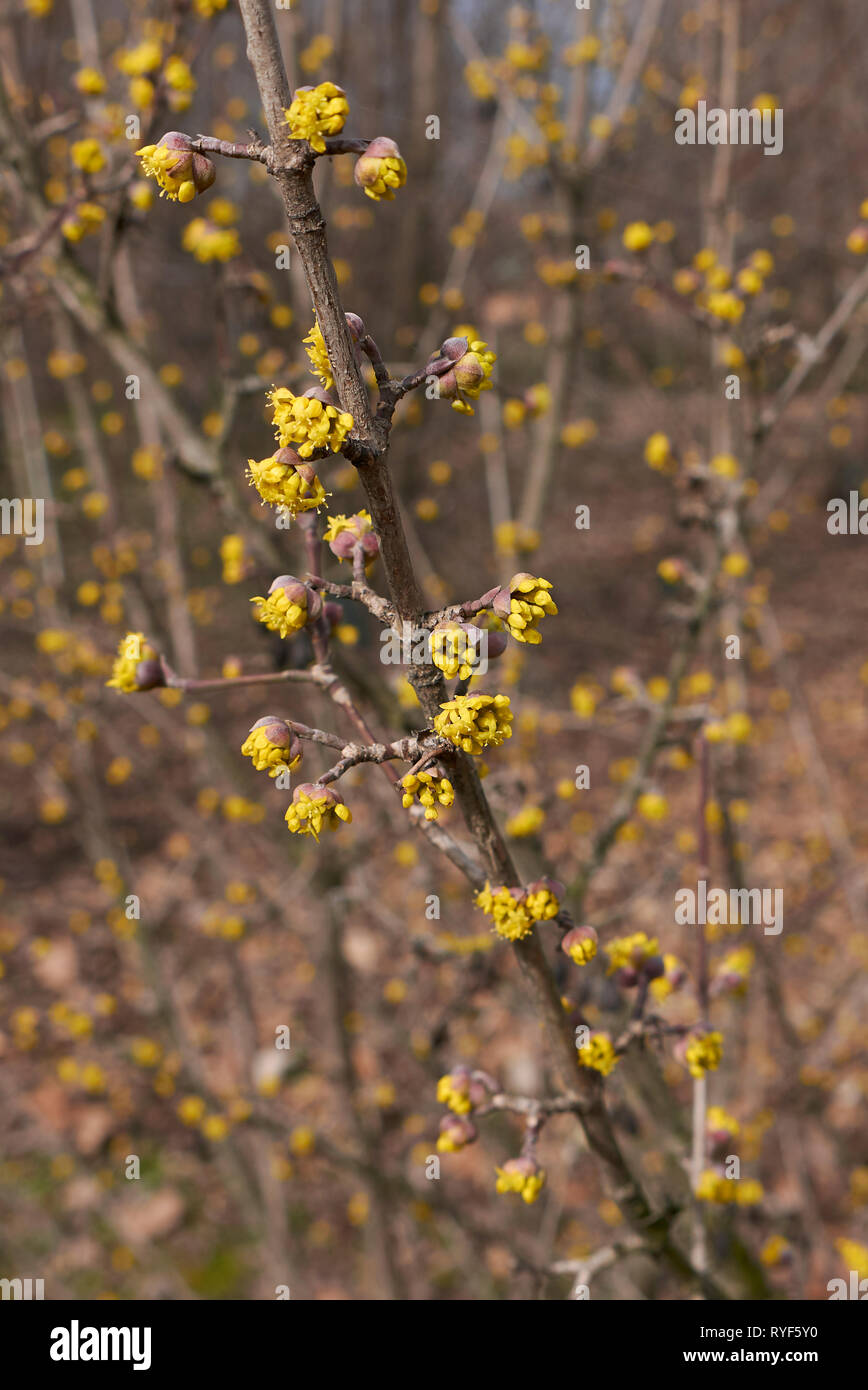 Cornus mas shrub Stock Photo - Alamy