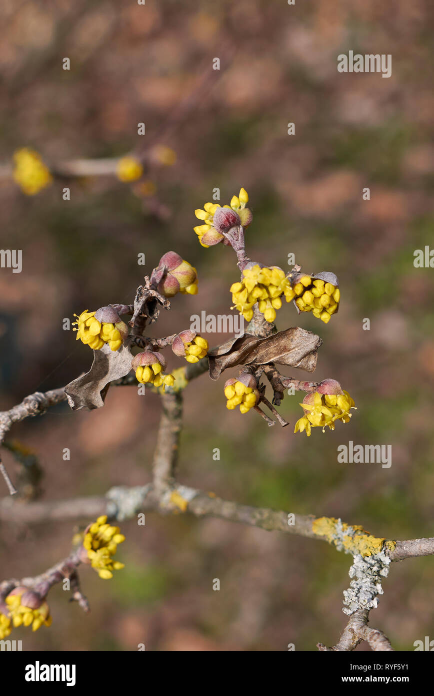Cornus mas shrub Stock Photo - Alamy