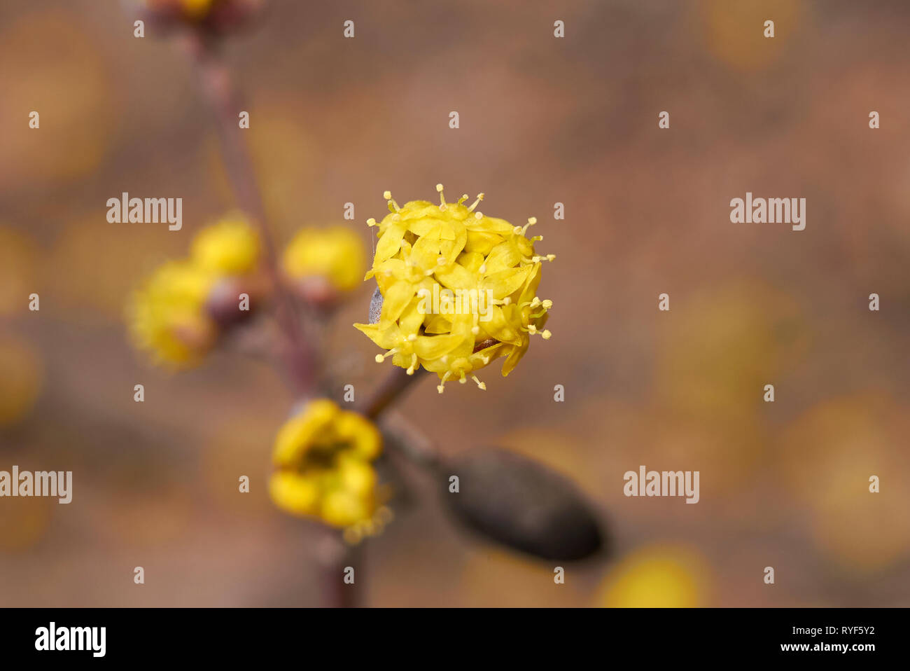 Cornus mas shrub Stock Photo - Alamy