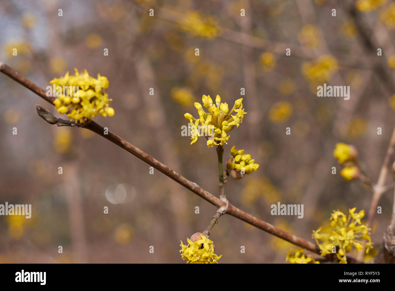 Cornus winter sun hi-res stock photography and images - Alamy