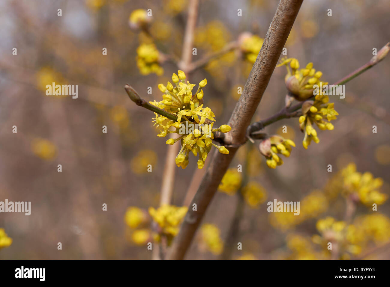 Cornus mas shrub Stock Photo - Alamy