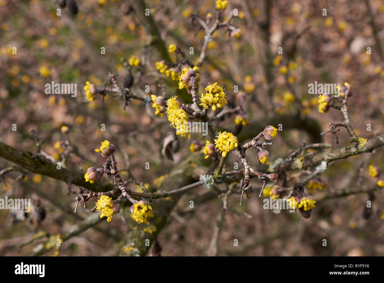 Cornus mas shrub Stock Photo - Alamy