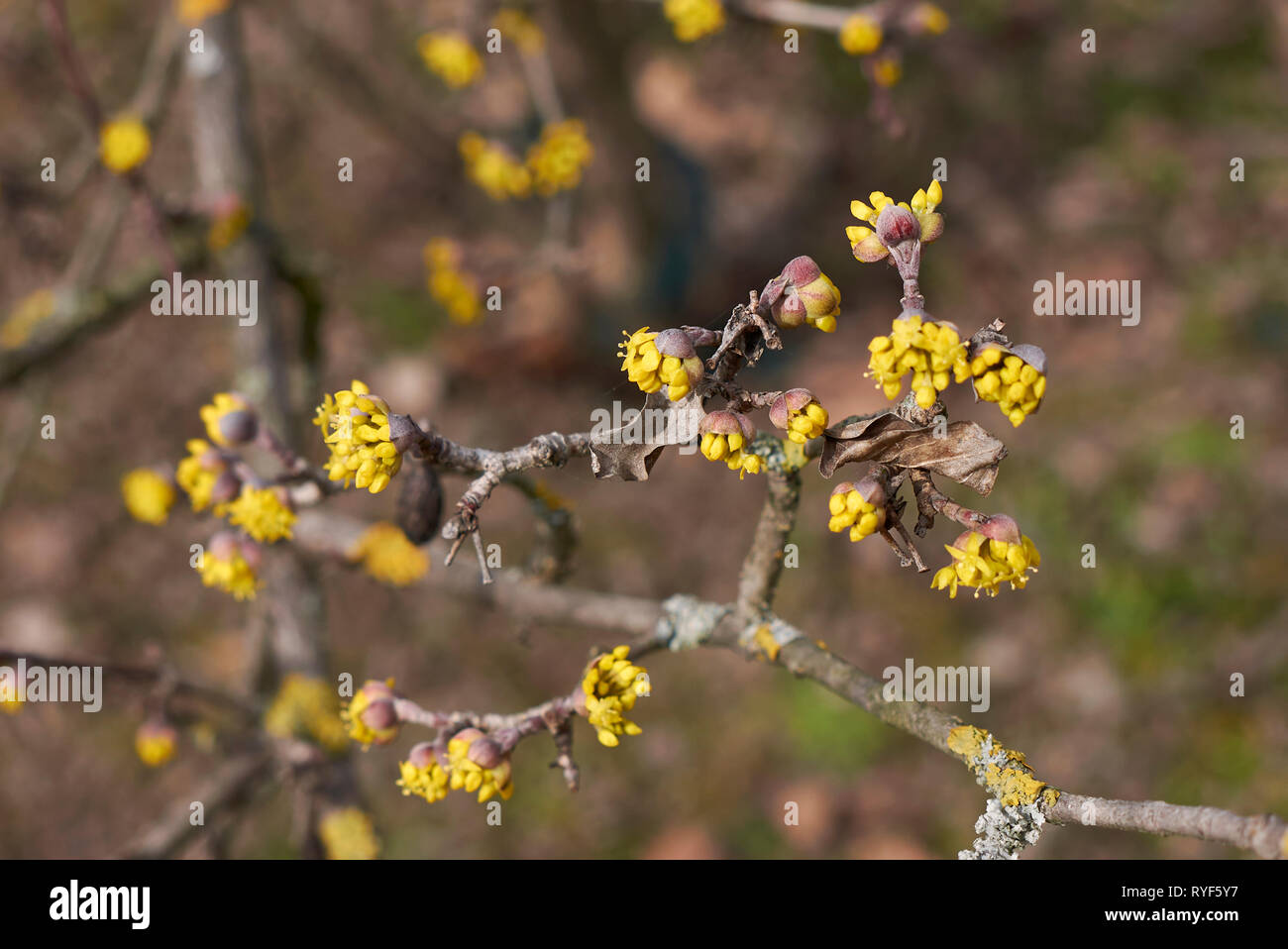 Cornus mas shrub Stock Photo - Alamy