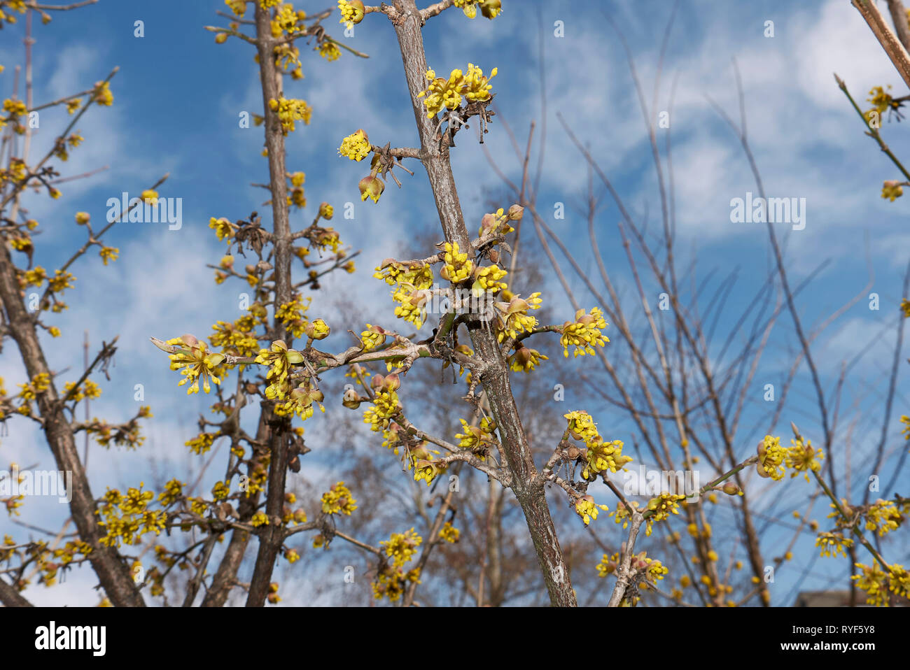 Cornus mas shrub Stock Photo - Alamy