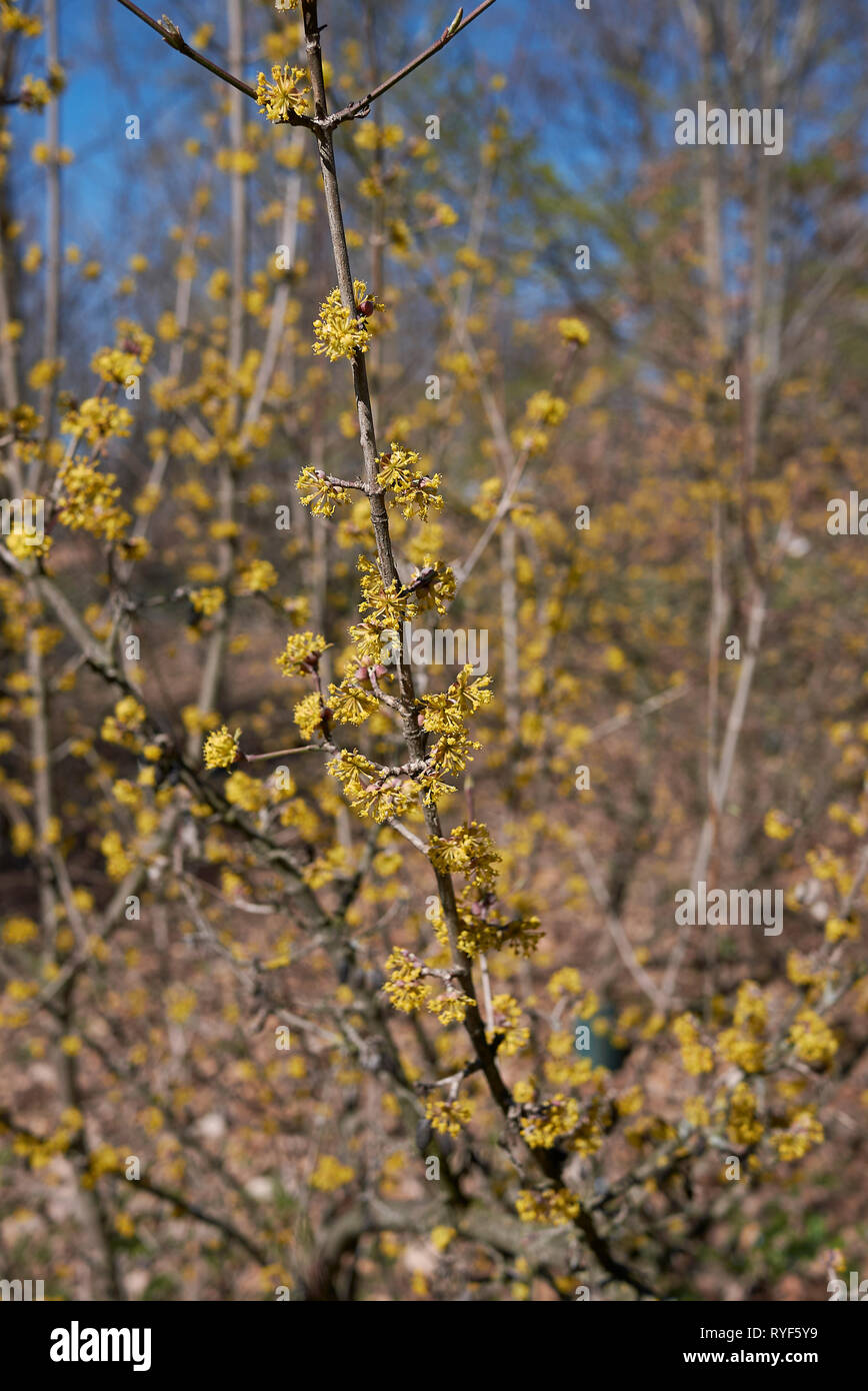 Cornus mas shrub Stock Photo - Alamy