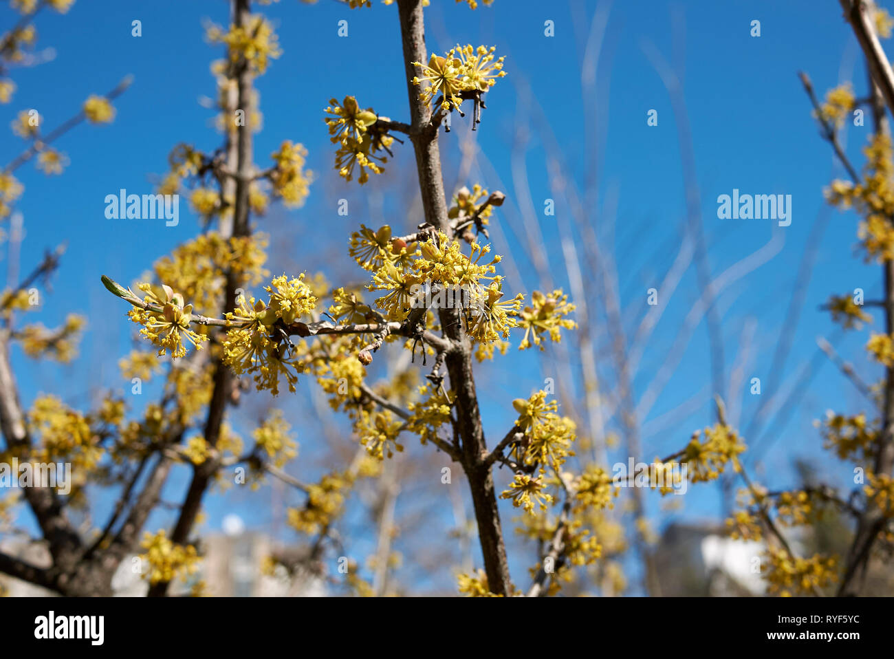 Cornus mas shrub Stock Photo - Alamy