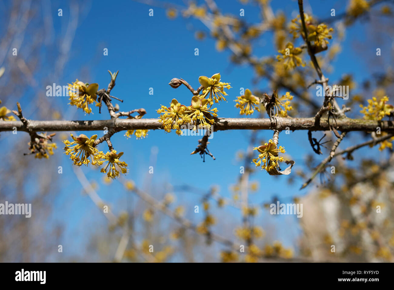 Cornus mas shrub Stock Photo - Alamy