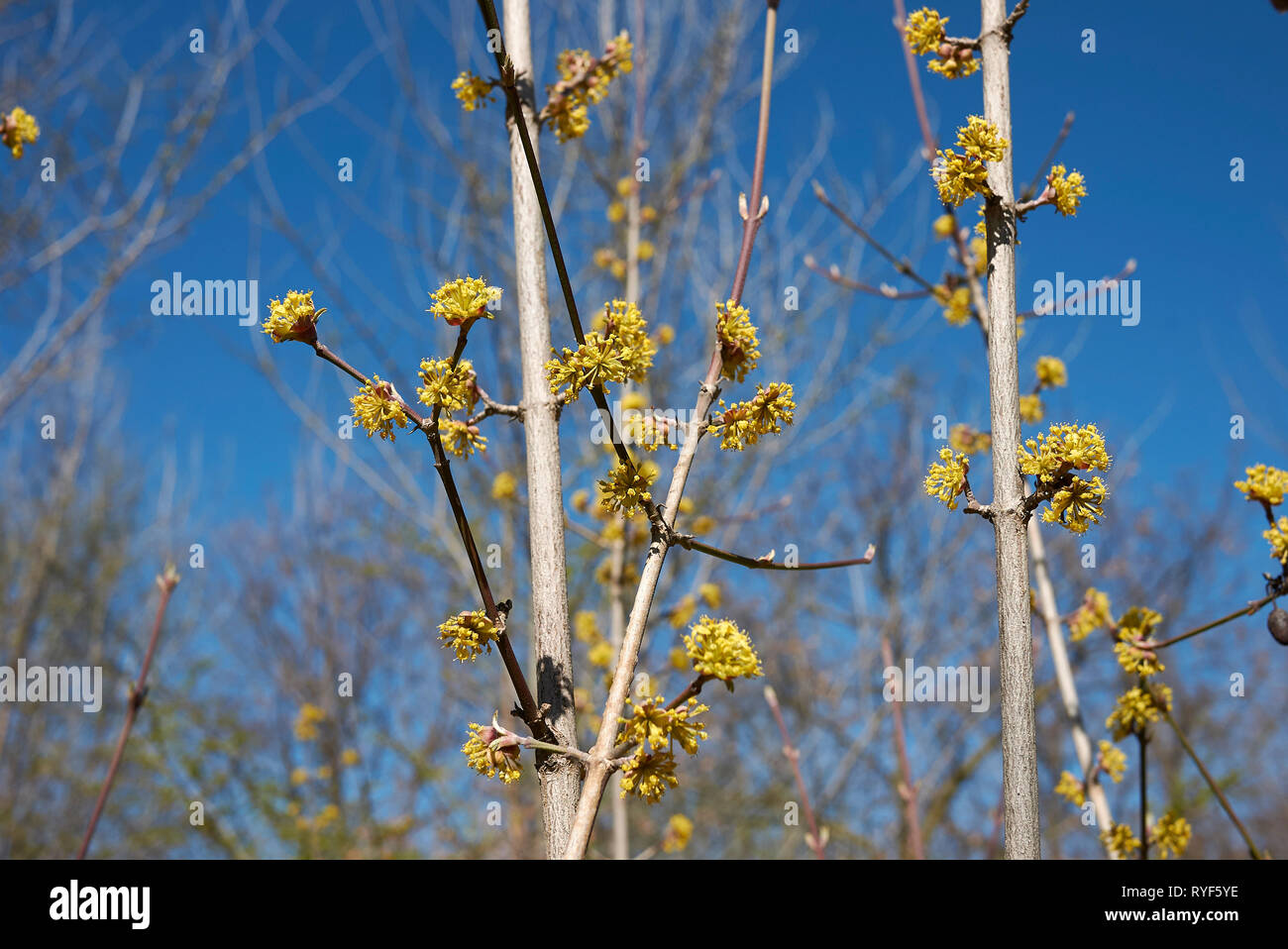 Cornus mas cornelian cherry winter hi-res stock photography and images ...