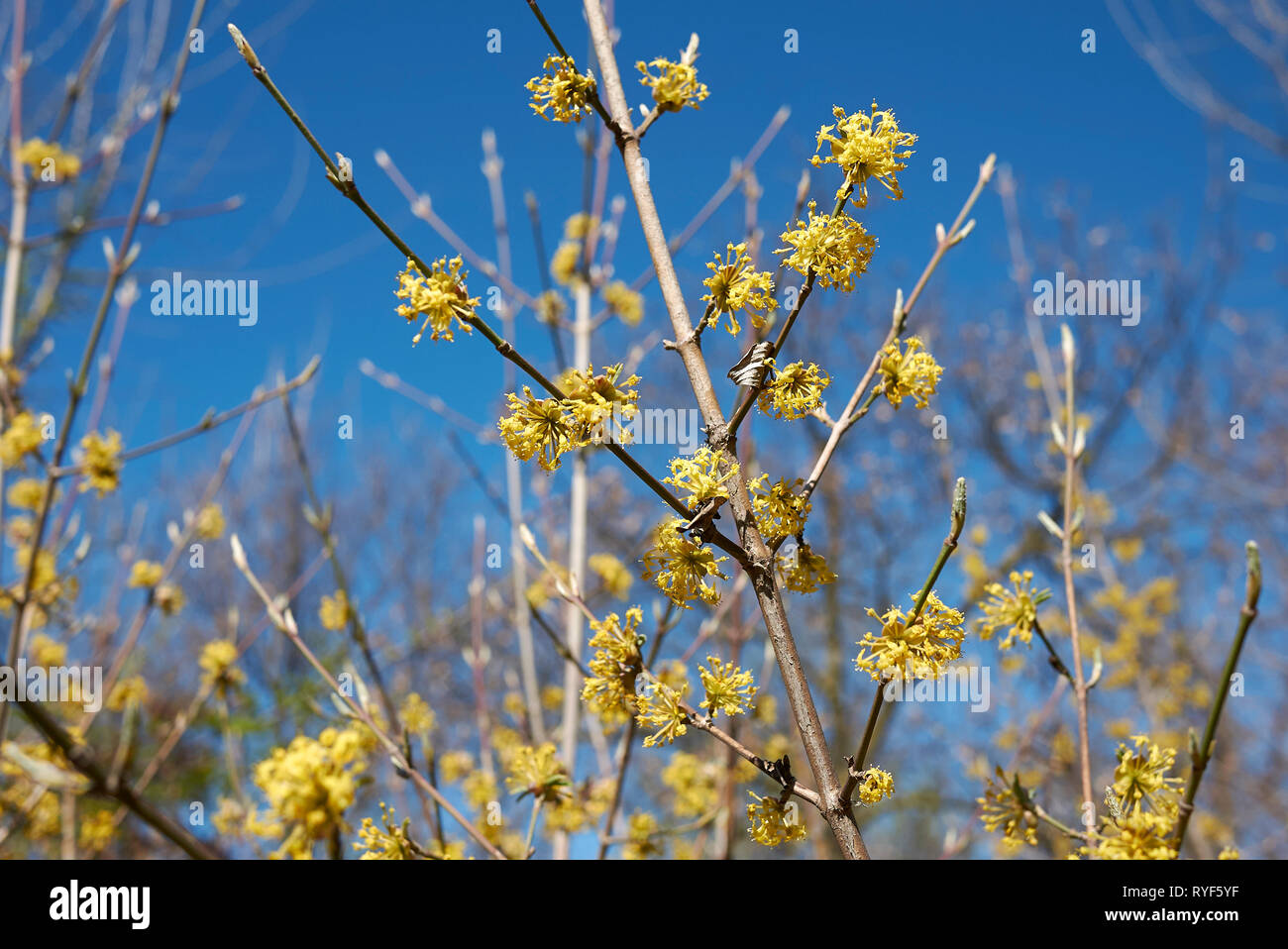 Cornus mas flower shrub hi-res stock photography and images - Alamy