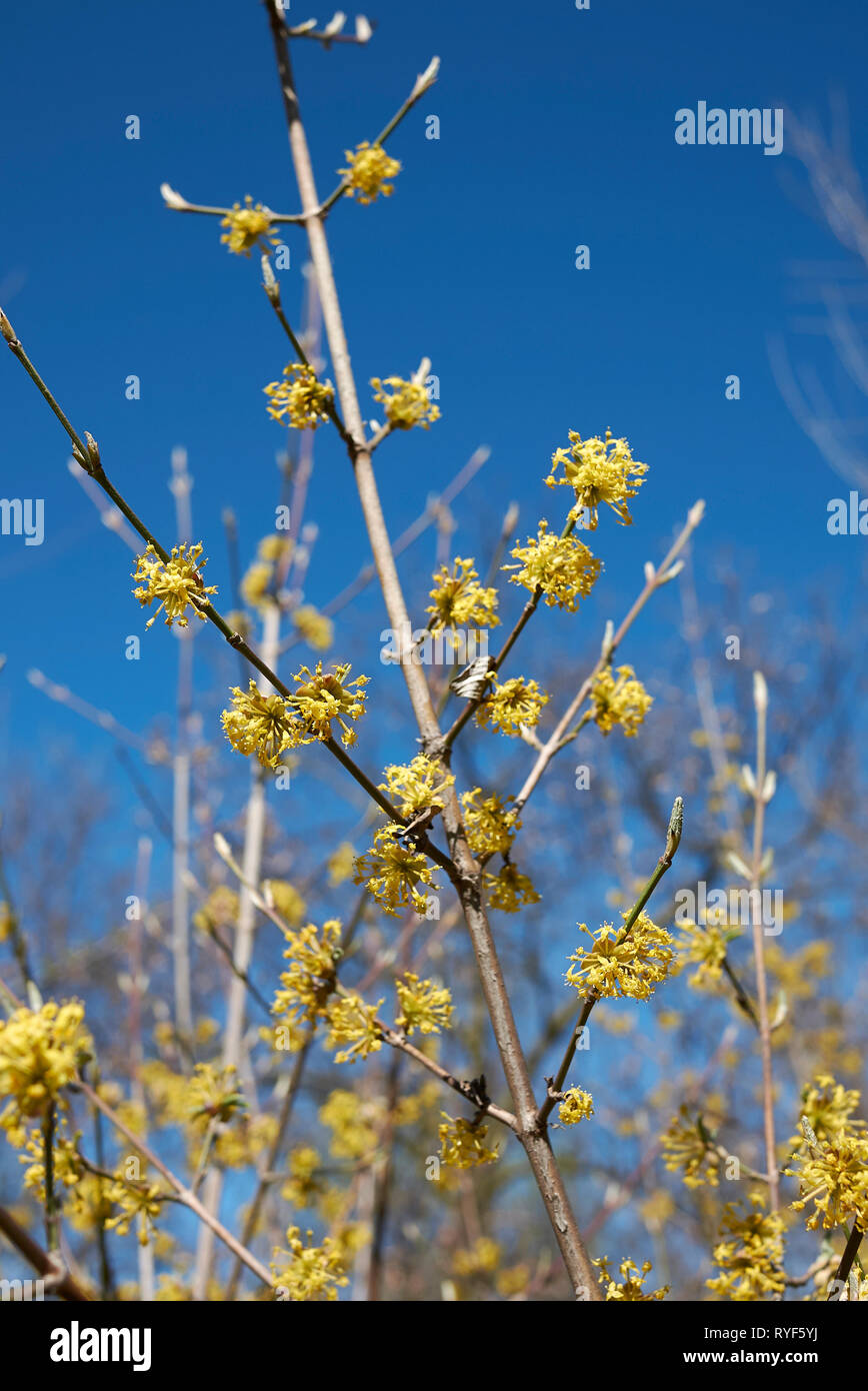 Cornus mas shrub Stock Photo - Alamy