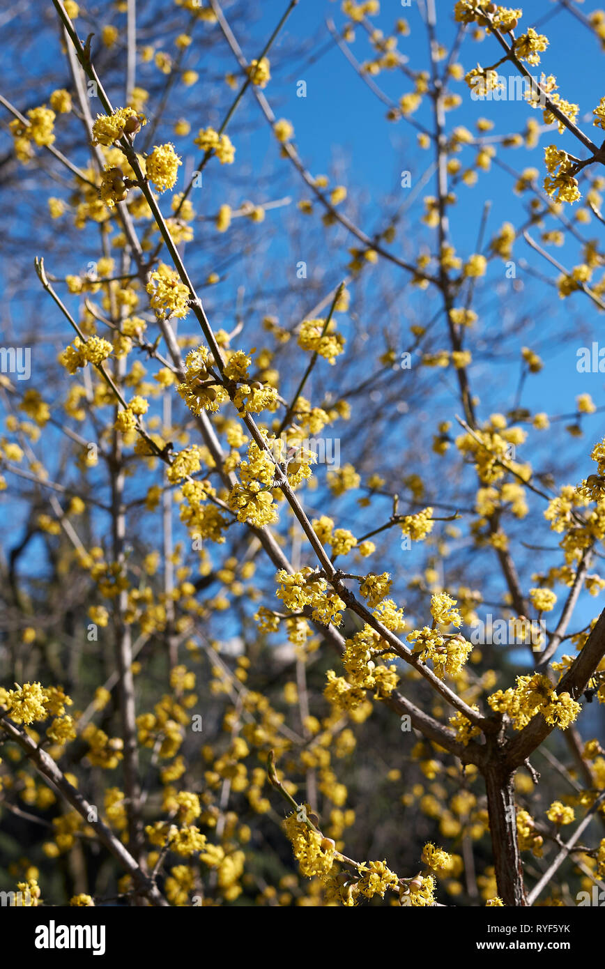 Cornus mas shrub Stock Photo - Alamy