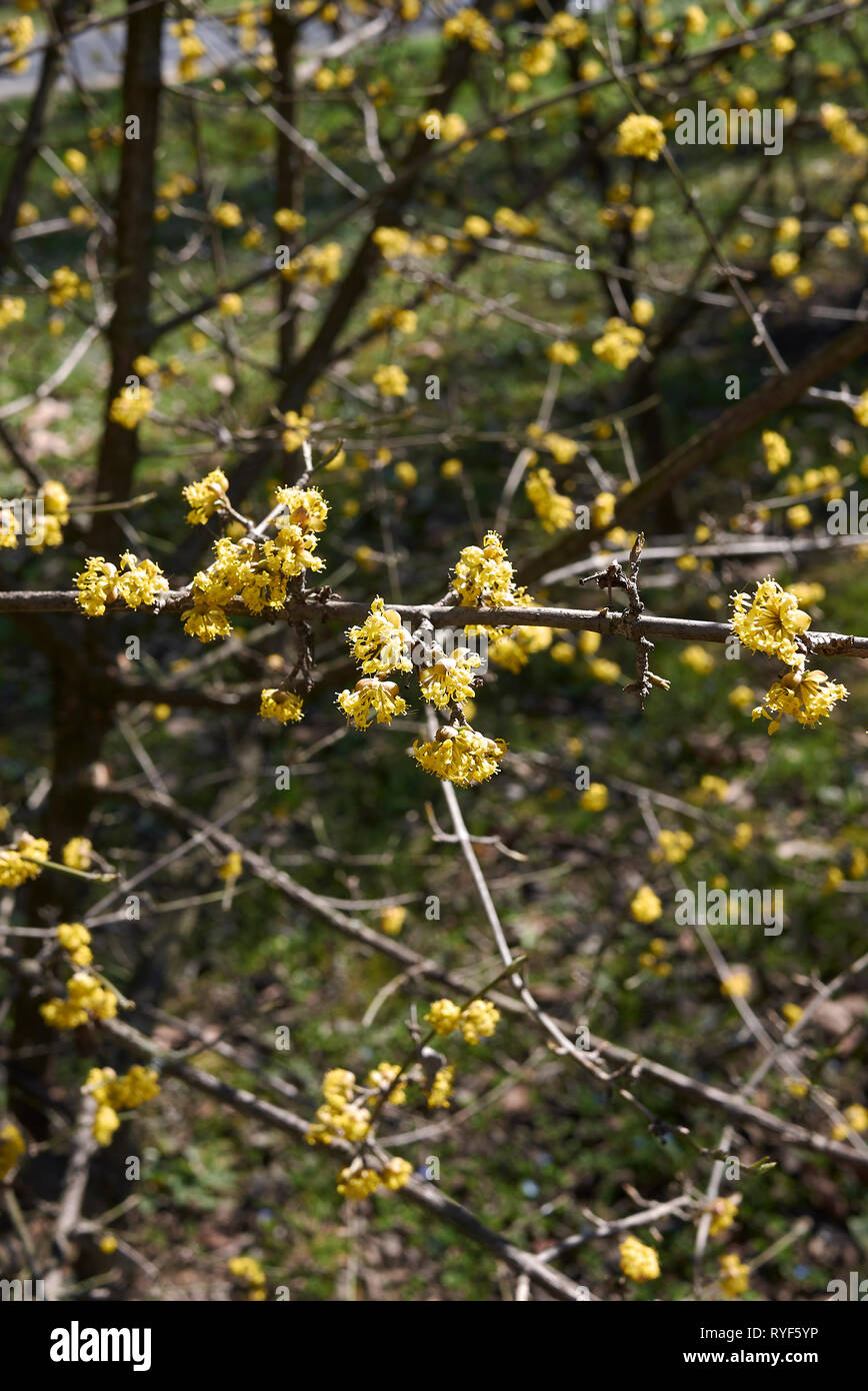 Cornus mas shrub Stock Photo - Alamy