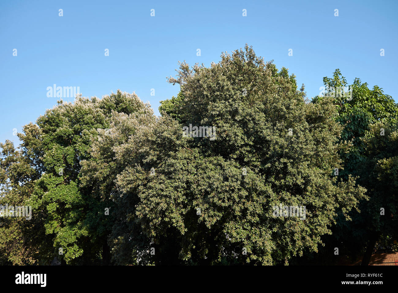 Quercus ilex leaf hi-res stock photography and images - Alamy