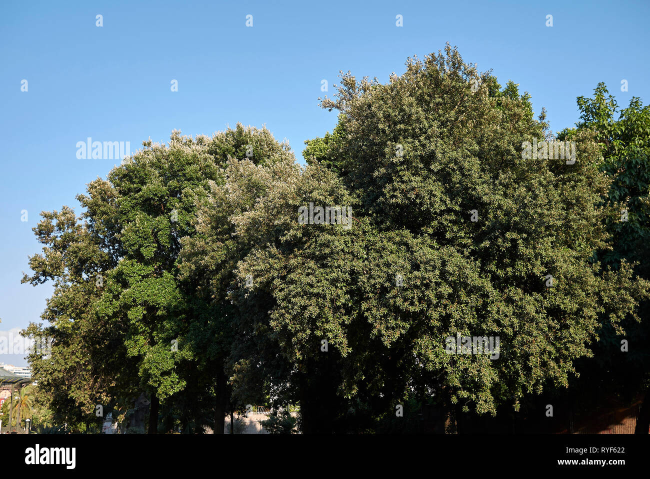 Quercus ilex leaf hi-res stock photography and images - Alamy