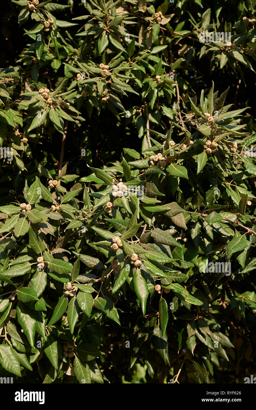 Quercus ilex tree Stock Photo - Alamy