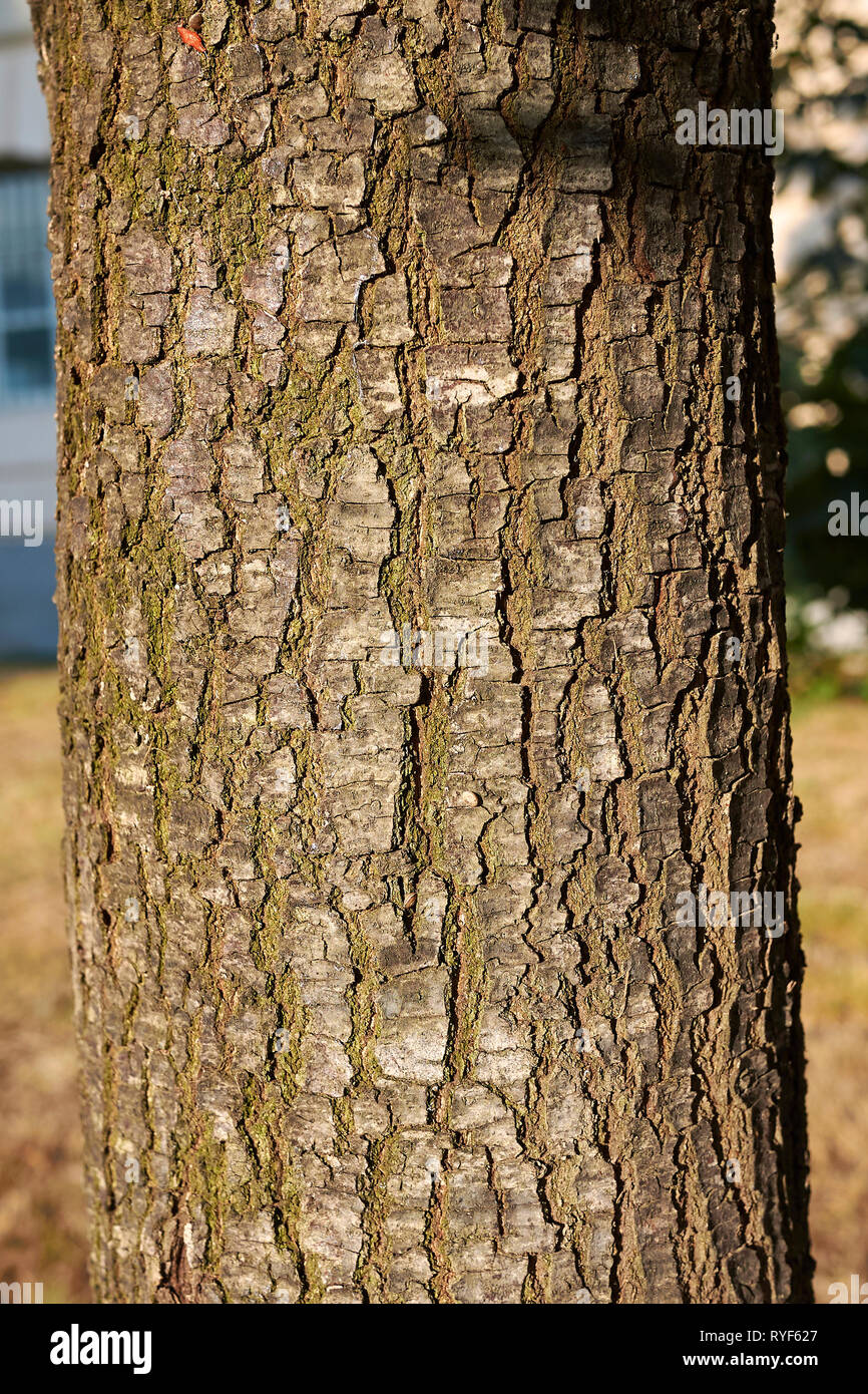 Quercus ilex bark close up Stock Photo - Alamy