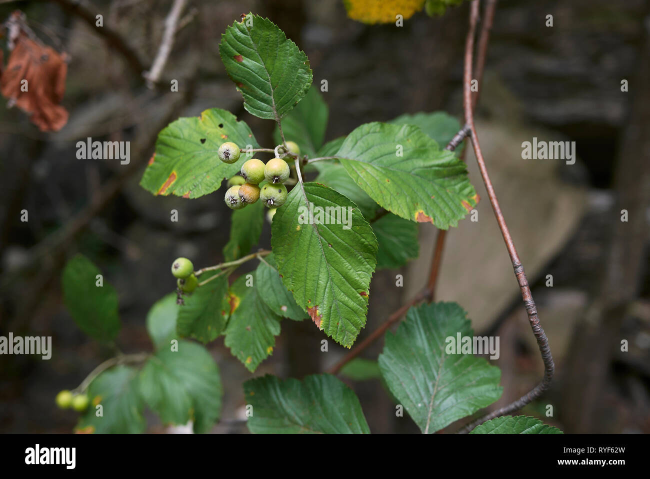 Common whitebeam sorbus aria fruits hi-res stock photography and images ...