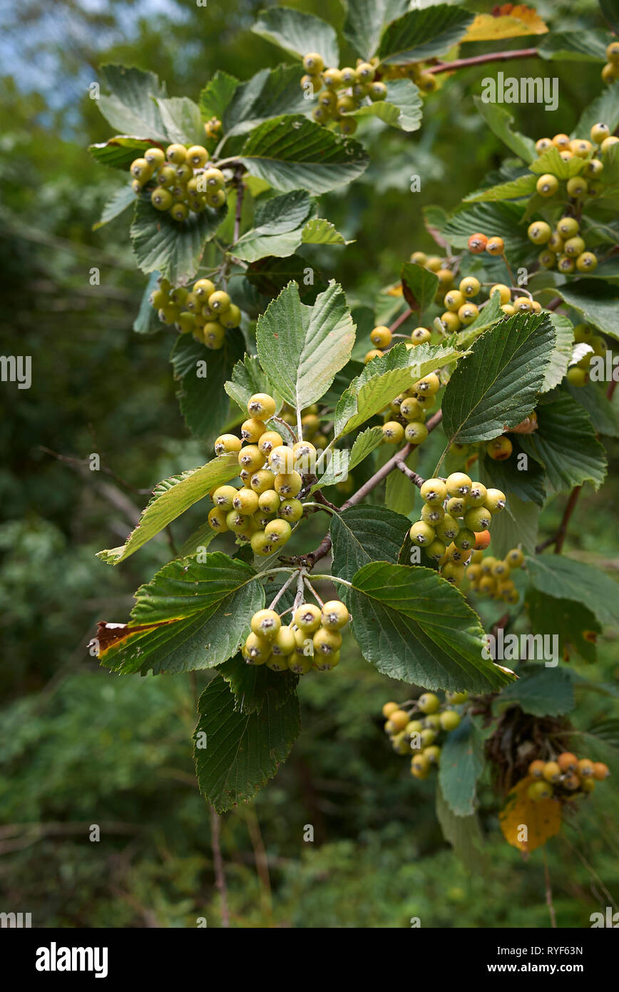 Common whitebeam sorbus aria rosaceae hi-res stock photography and ...