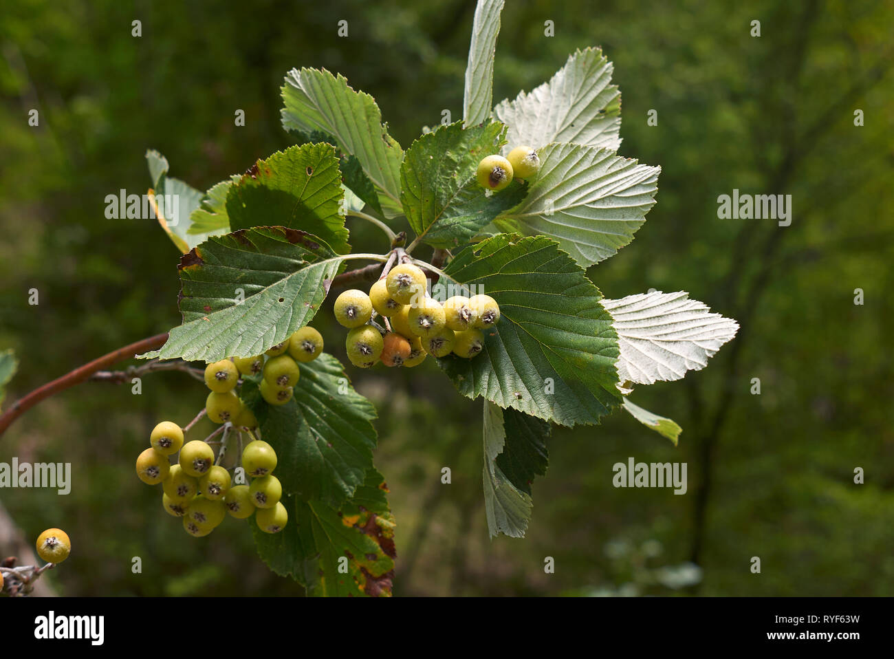 Common whitebeam sorbus aria fruits hi-res stock photography and images ...