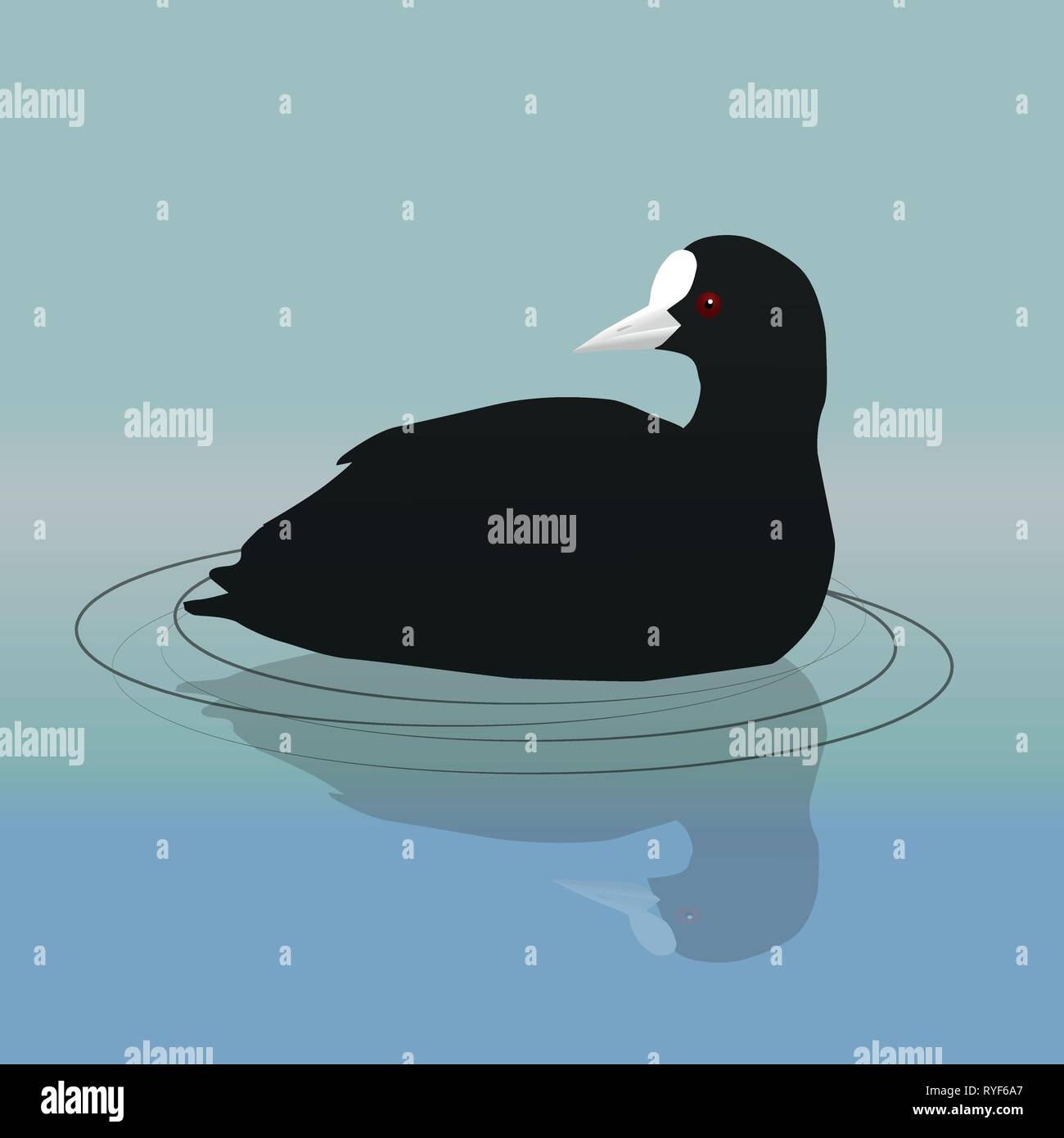 A vector illustration of a common coot or Eurasian coot swimming Stock ...