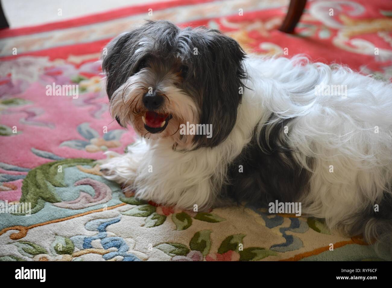 Maltejack hi-res stock photography and images - Alamy