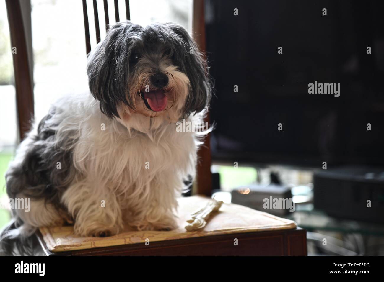 Maltejack hi-res stock photography and images - Alamy