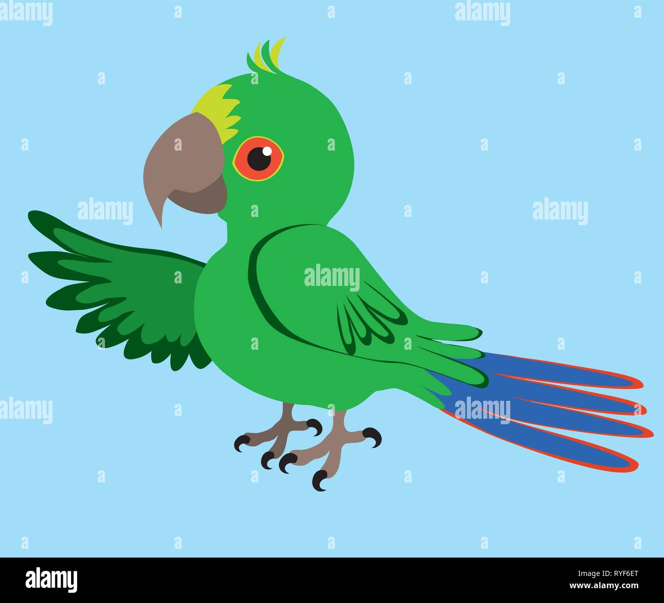 Quaker Parrot Stock Photos & Quaker Parrot Stock Images - Alamy