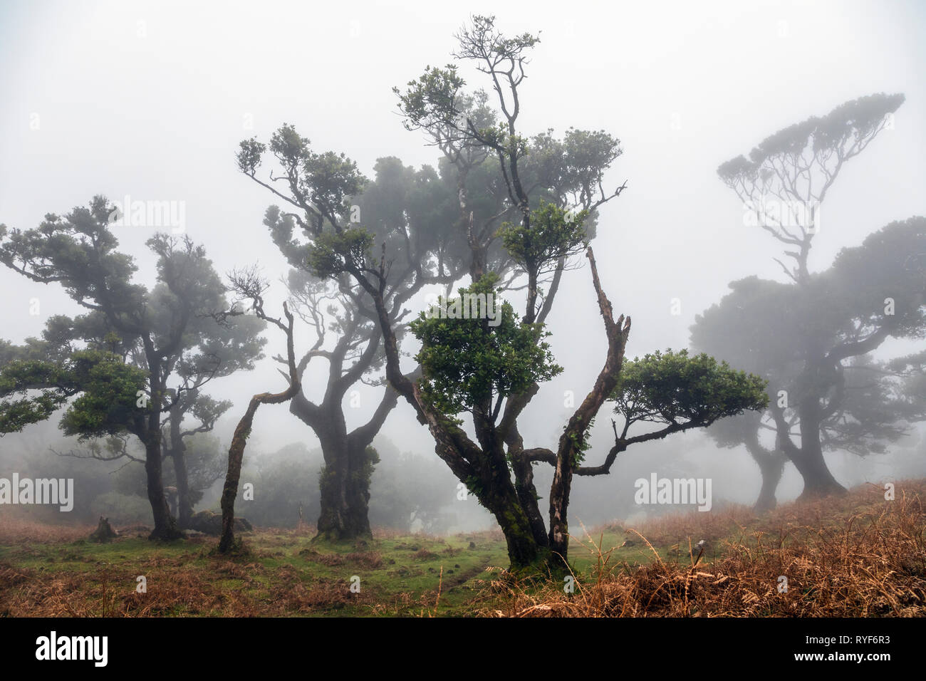 Madeira trees hi-res stock photography and images - Alamy