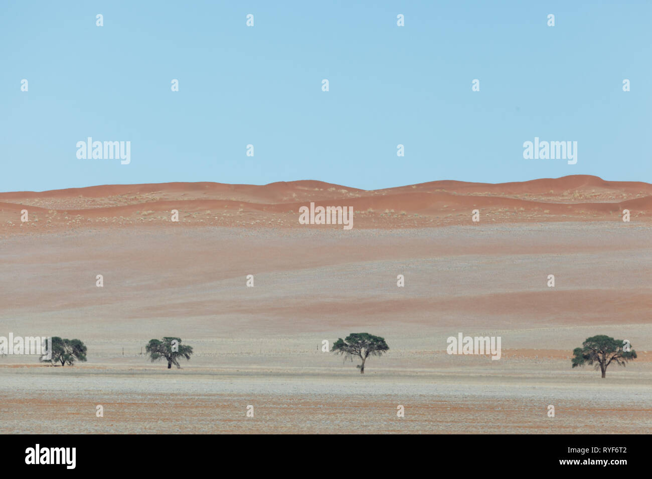 A row of acacia trees run parallel to ridges of sand dunes in differing ...