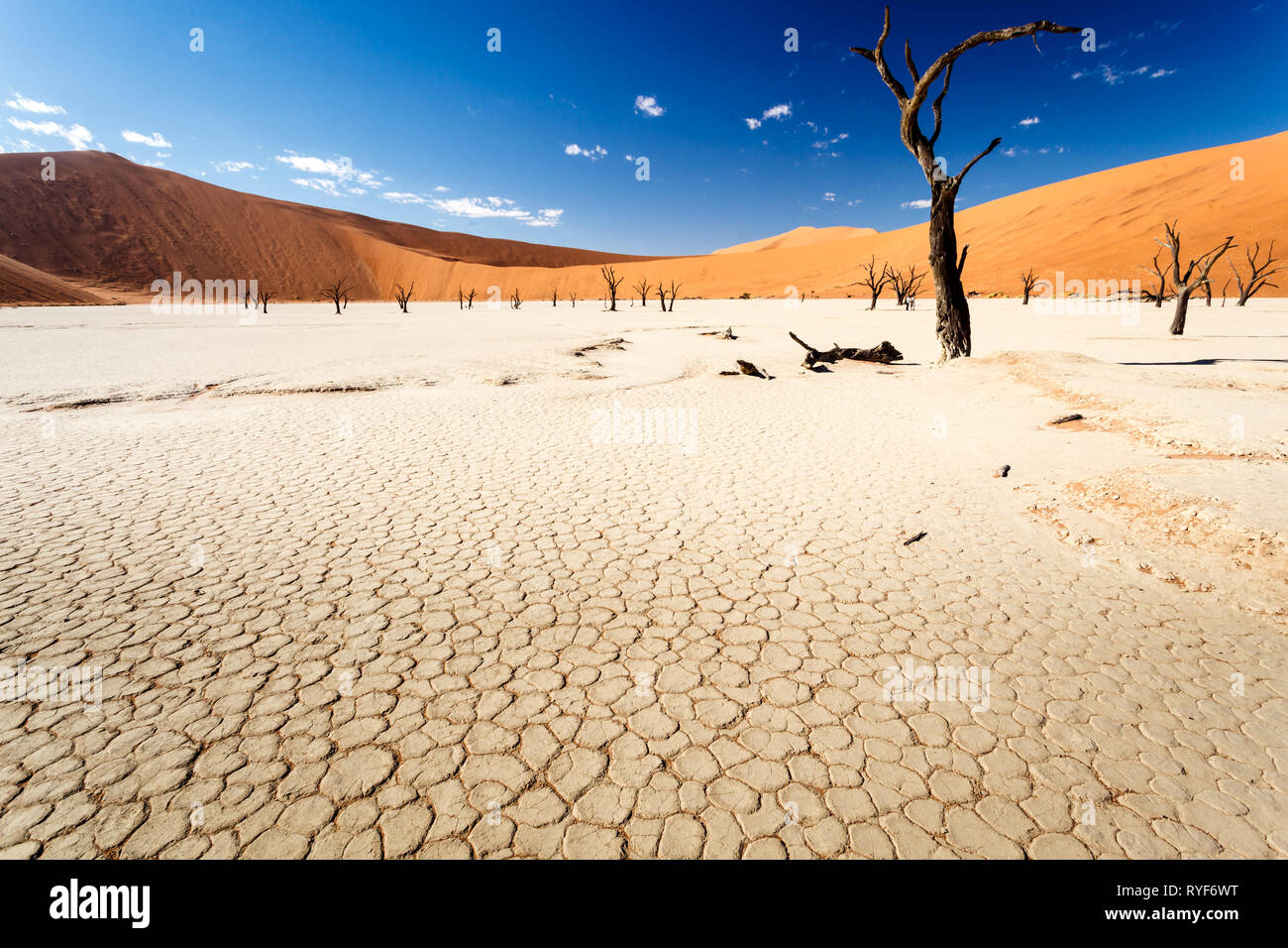 Stark, barren, sand dunes surround a dead tree forest in the middle of ...