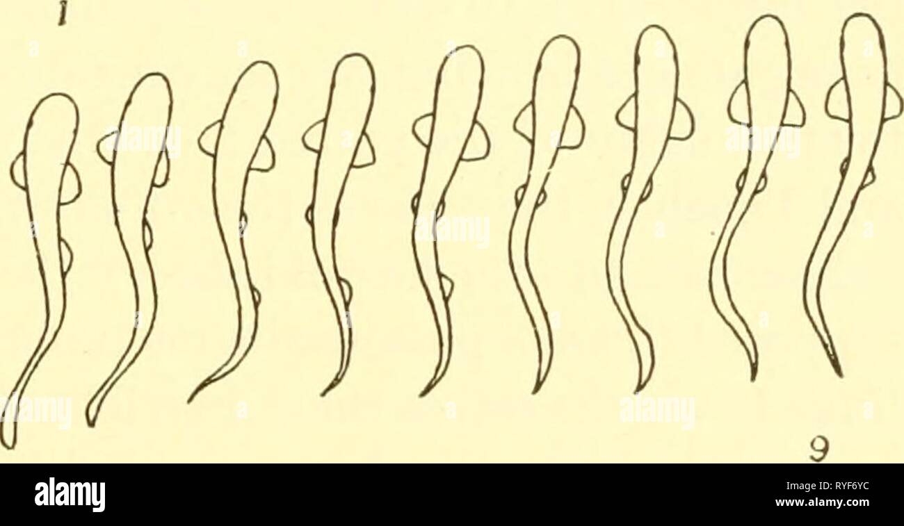 The elasmobranch fishes elasmobranchfish03dani Year: 1934 In one ...