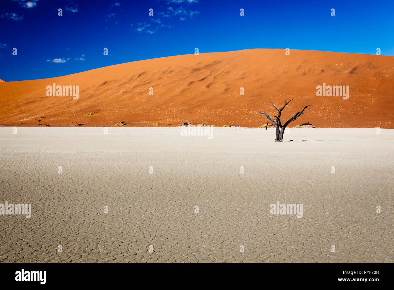 Sun shines on a dead tree in middle of old oasis with a pattern of ...
