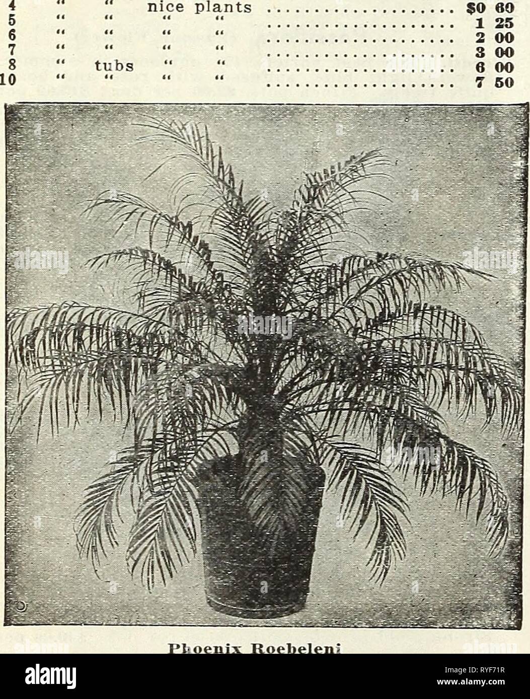 Phoenix canariensis flower hi-res stock photography and images - Alamy