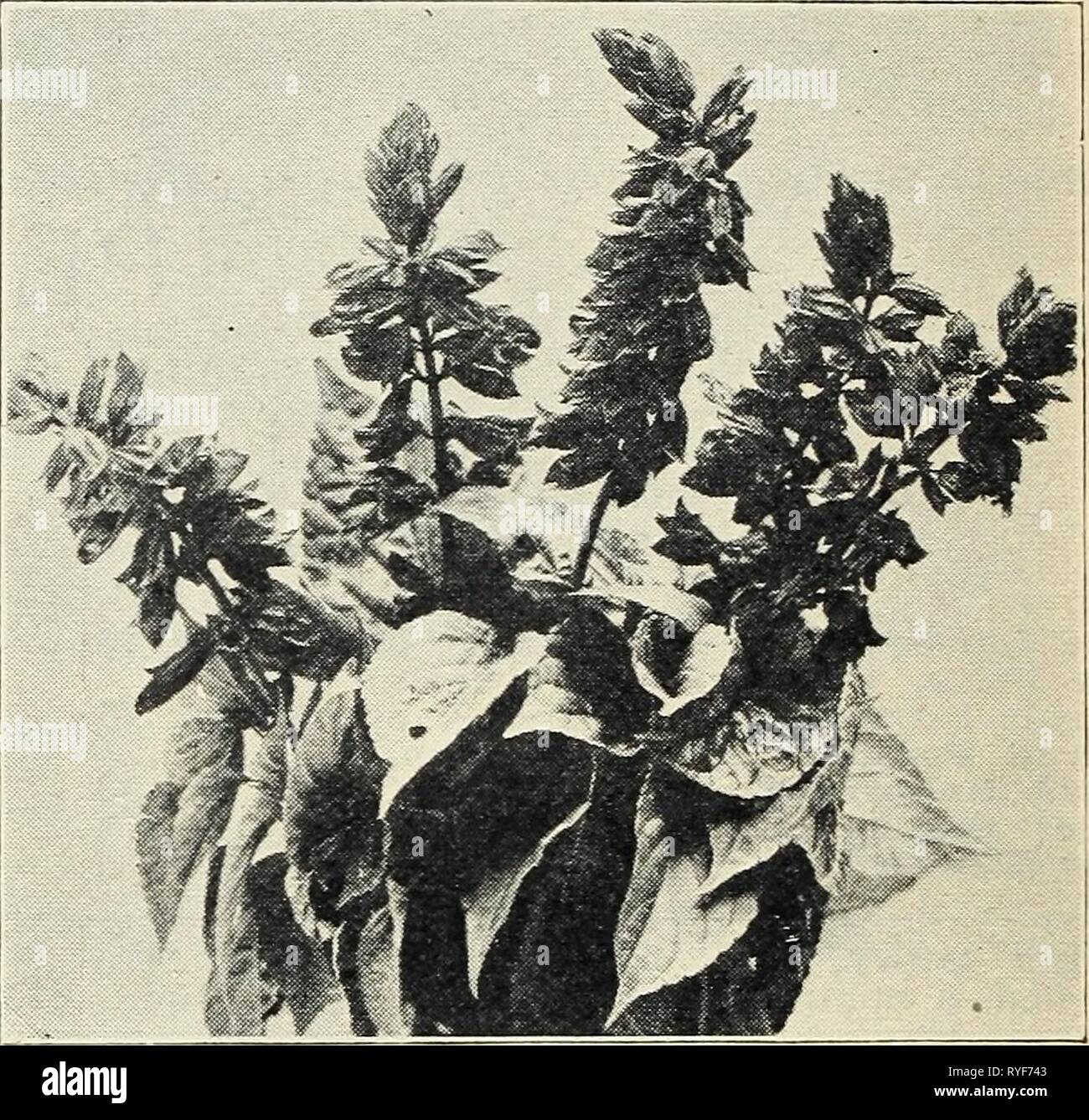 Dutch bulbs for spring blooming Stock Photo - Alamy