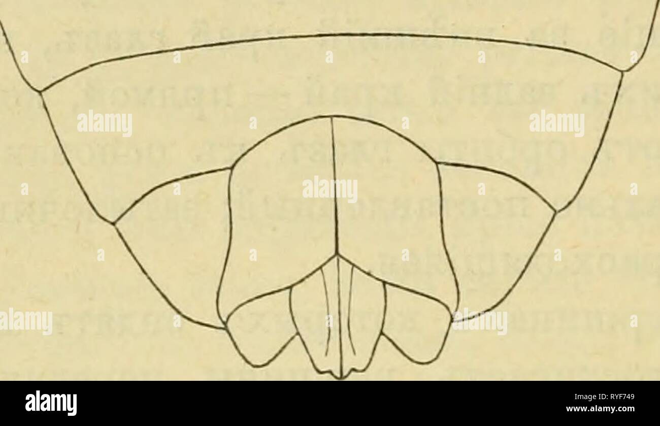 Dysodiidae hi-res stock photography and images - Alamy