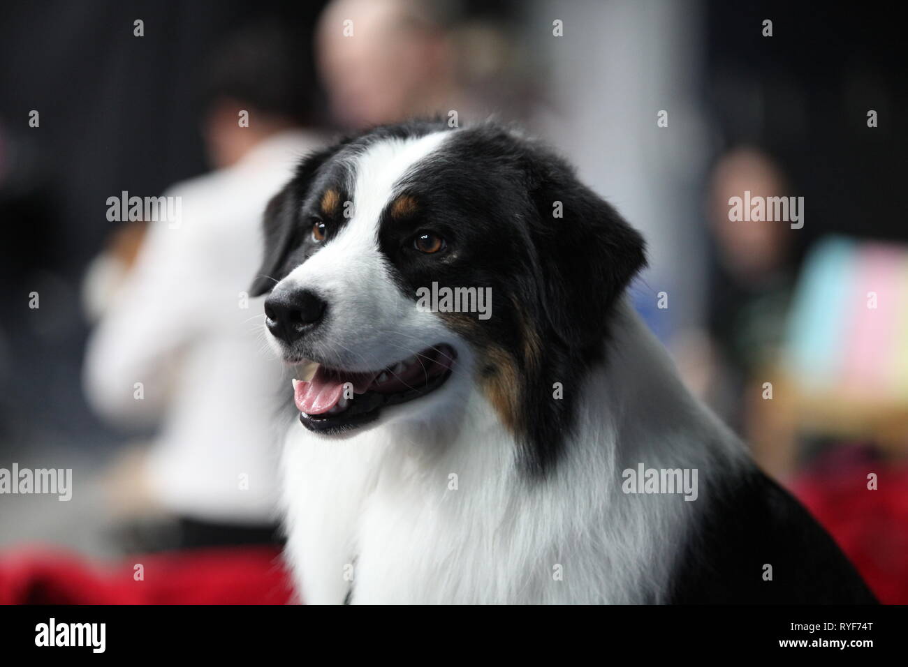 Border Collie intense stare, highly intelligent Stock Photo - Alamy