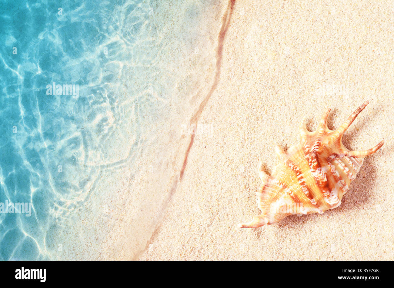 Seashell on the summer beach in sea water. Summer background. Summer ...