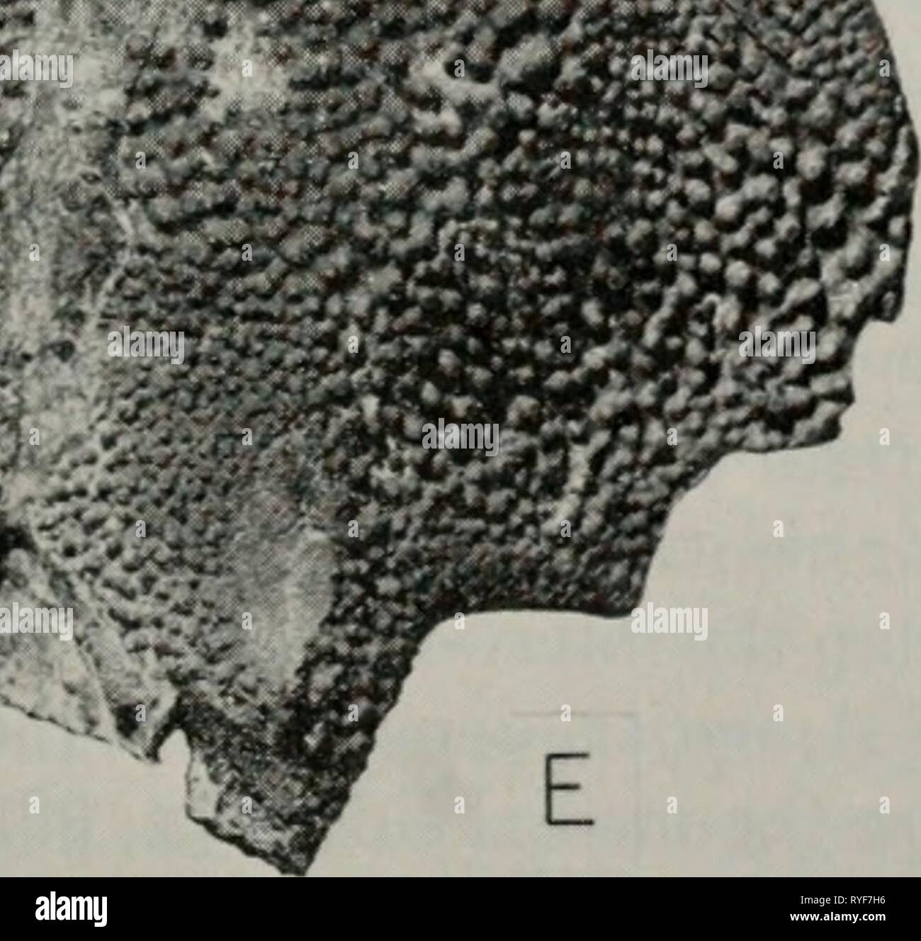 Early Devonian fishes from Utah : Arthrodira earlydevonianfis119deni ...